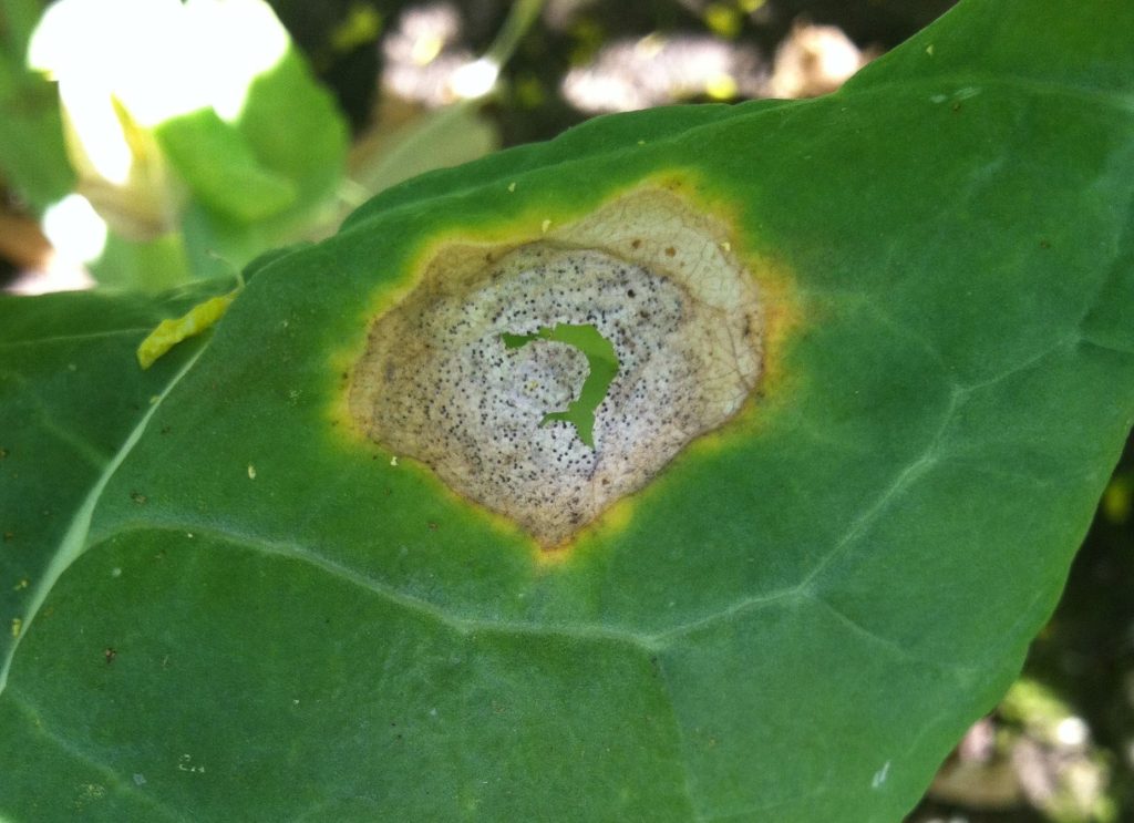 Black Spots on Broccoli: Causes and Preventions - Architecture ADRENALINE