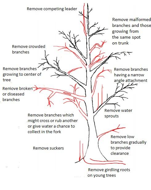 Magnolia Tree Trimming: Tips and Techniques for a Beautiful Tree ...