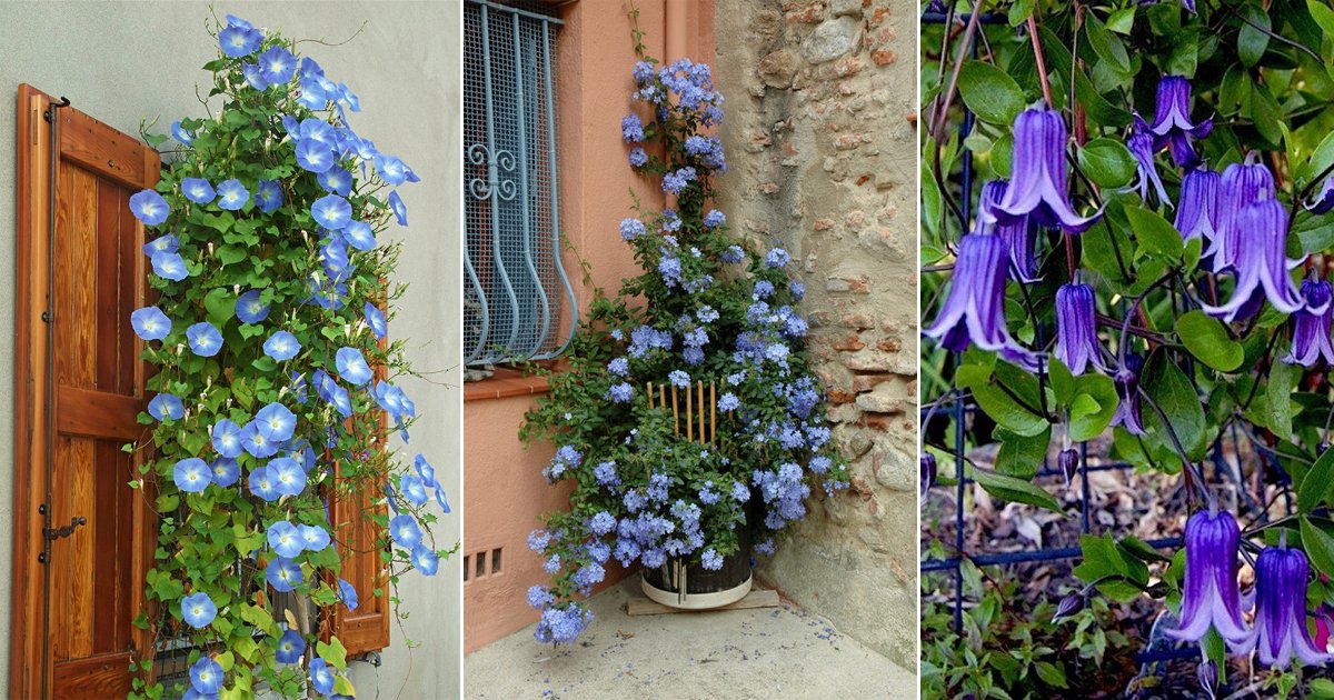 Blue Vine Flowers