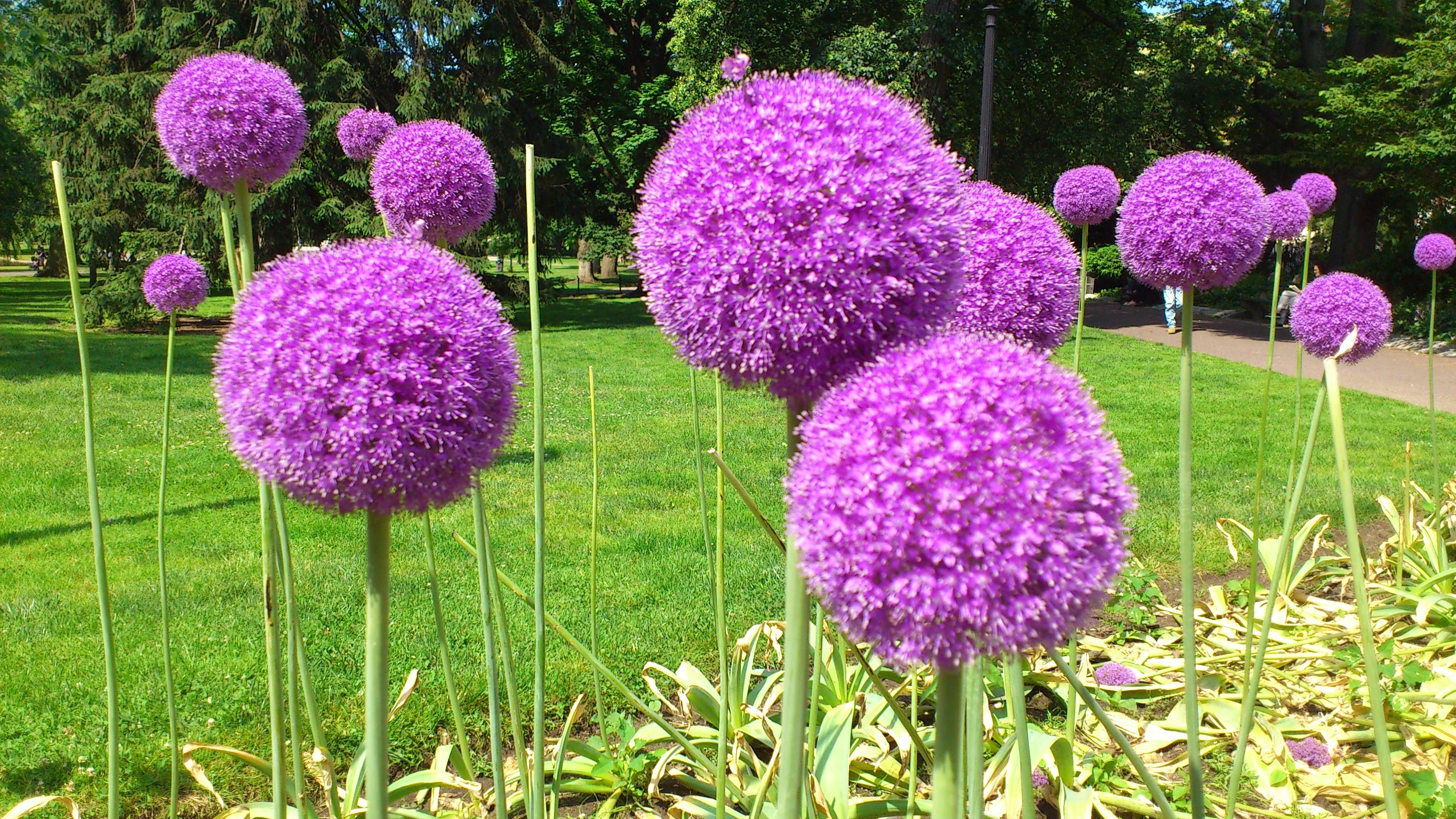 Purple Pom Pom Flower - ArchitectureADRENALINE